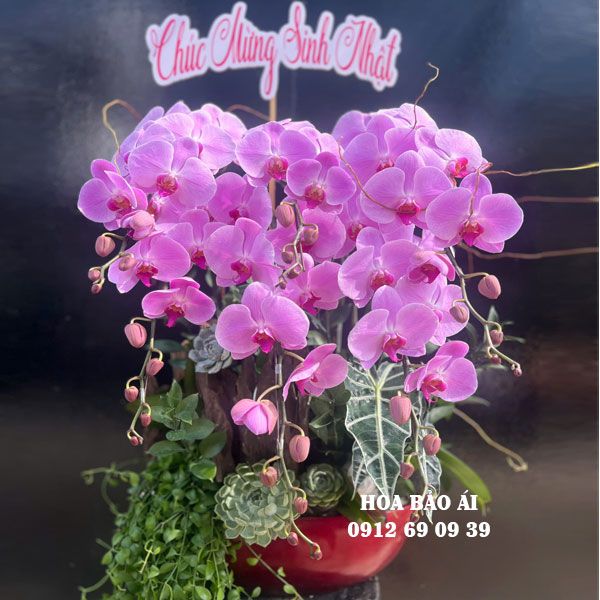 Chậu hoa lan hồng chúc mừng sinh nhật LHD-783