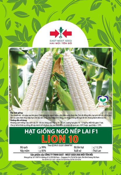 Giống ngô nếp lai F1 Lion 10 – Hạt giống Trường Phúc
