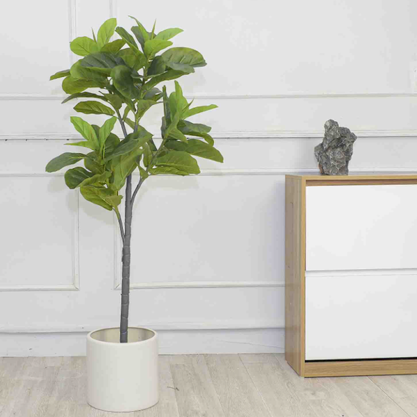 Cây bàng Singapore thân mảnh 1m8 – Learnsmart.vn