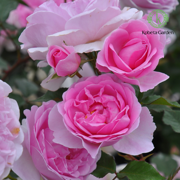 hoa hồng Pixie - Rosa Orientis – Kobeta Garden