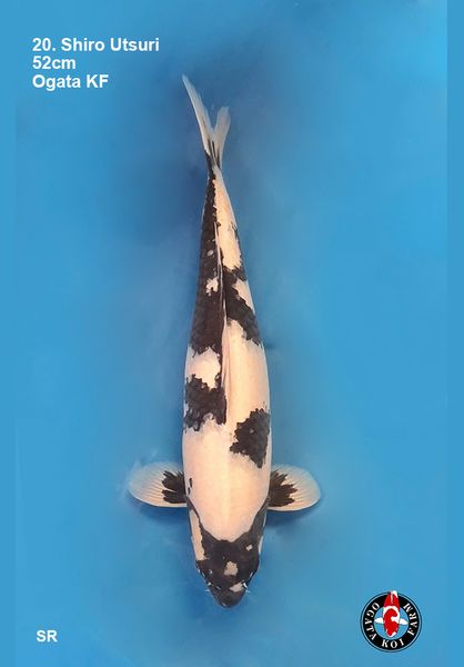 Shiro Utsuri 20 – KOILOVER