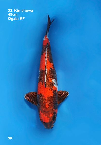 Kin Showa 23 – KOILOVER