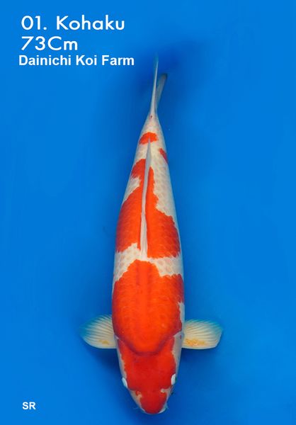 Kohaku 01 – KOILOVER