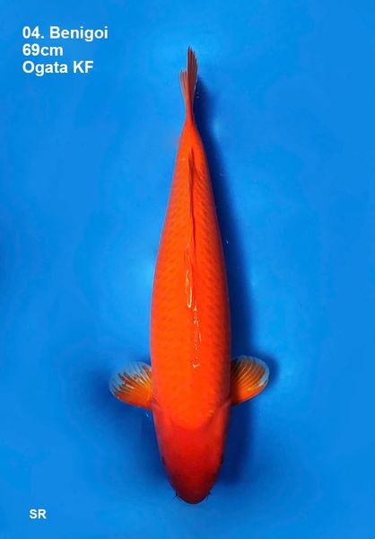 Benigoi 04 – KOILOVER