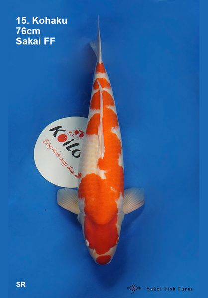 Kohaku 15 – KOILOVER