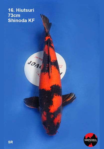 Hiutsuri 16 – KOILOVER