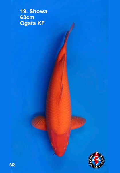 Benigoi 19 – KOILOVER