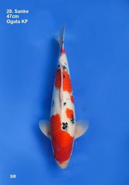 Sanke 28 – KOILOVER