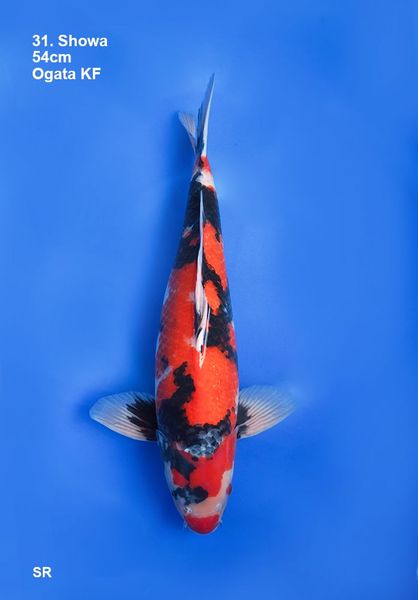 Showa 31 – KOILOVER