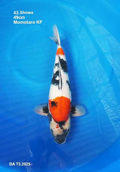 Showa 43 – KOILOVER