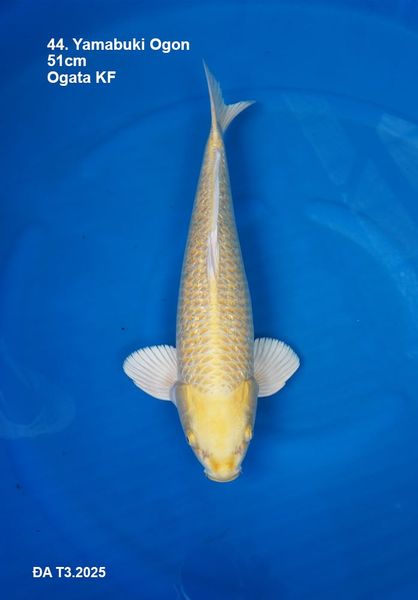 Yamabuki Ogon 44 – KOILOVER