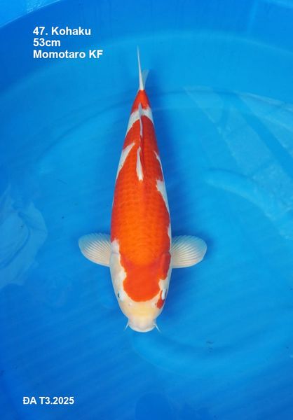 Kohaku 47 – KOILOVER