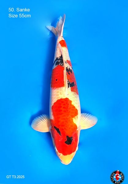 Sanke 50 – KOILOVER