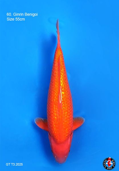 Ginrin Benigoi 60 – KOILOVER