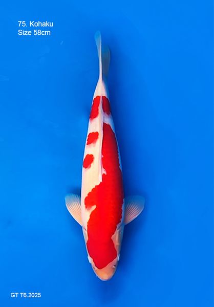 Kohaku 63 – KOILOVER