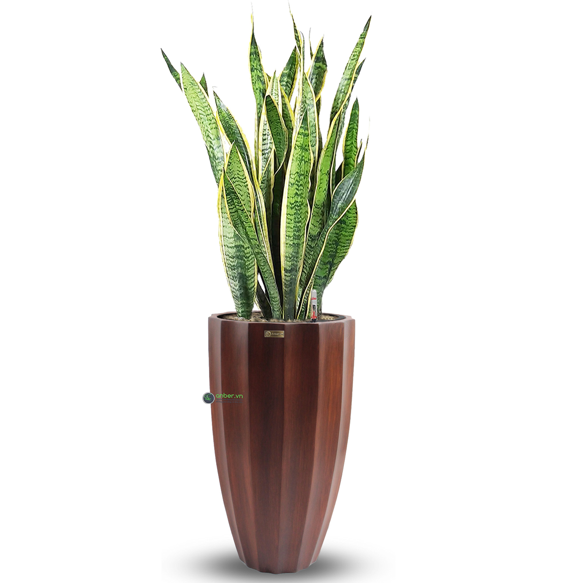 Cây Lưỡi Hổ + Chậu composite Anber HESTIA + Tự tưới AWS (Sơn bóng ...