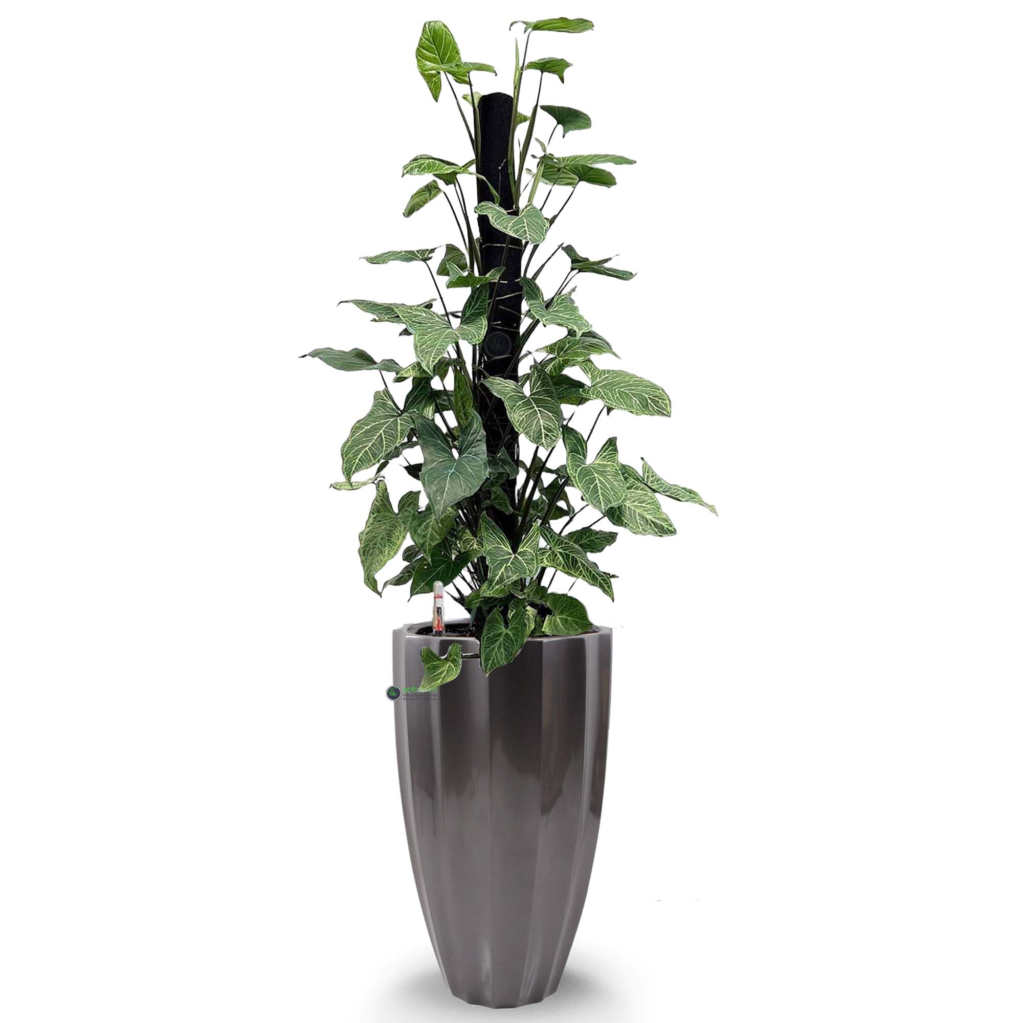 Cây Trầu Bà Lá Bạc + Chậu composite Anber HESTIA (Sơn màu) + Tự tưới A – Anber Garden (Since 2015)