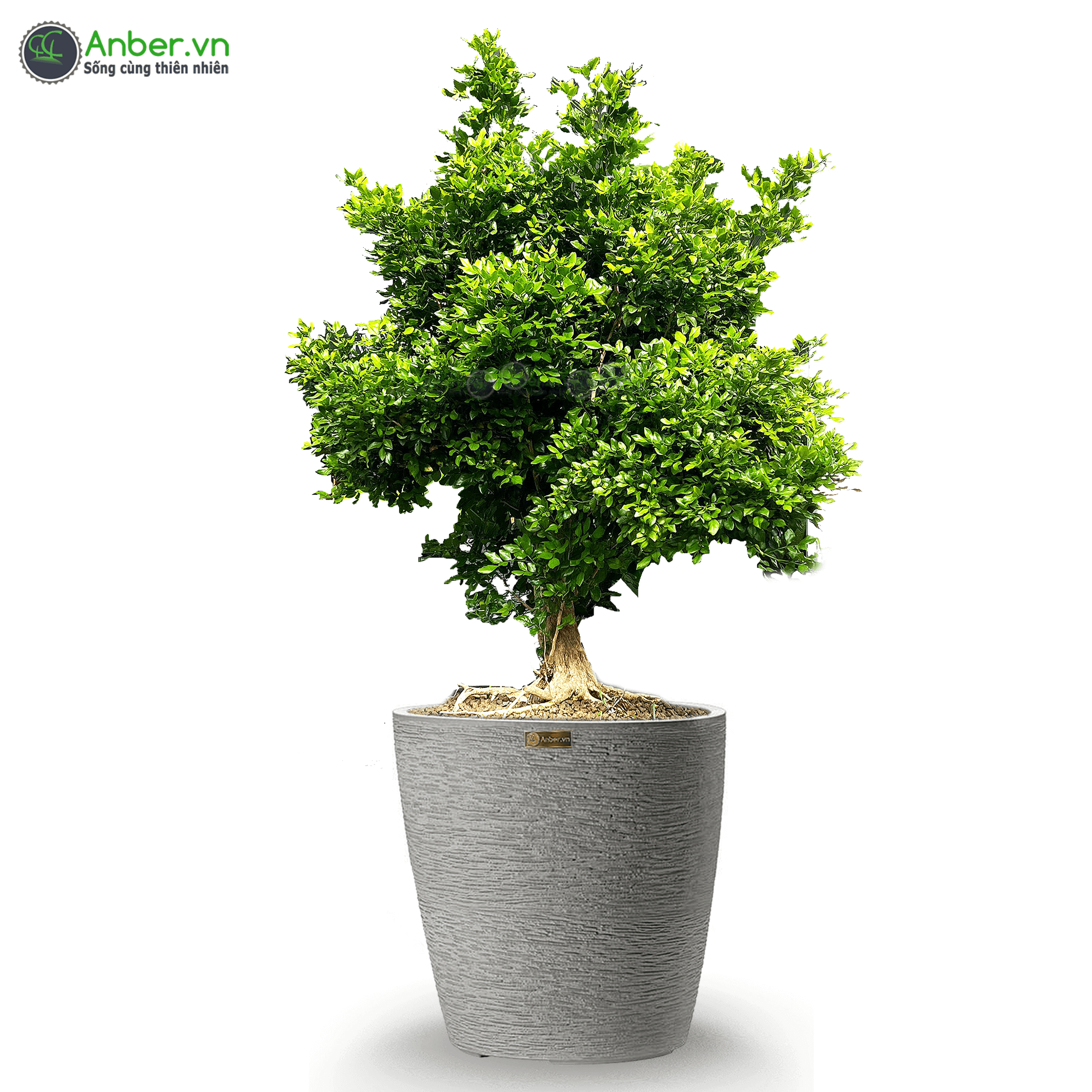 Cây Hoa Nguyệt Quế Bonsai + Chậu composite Anber VESTA (Màu đá Cliffs ...