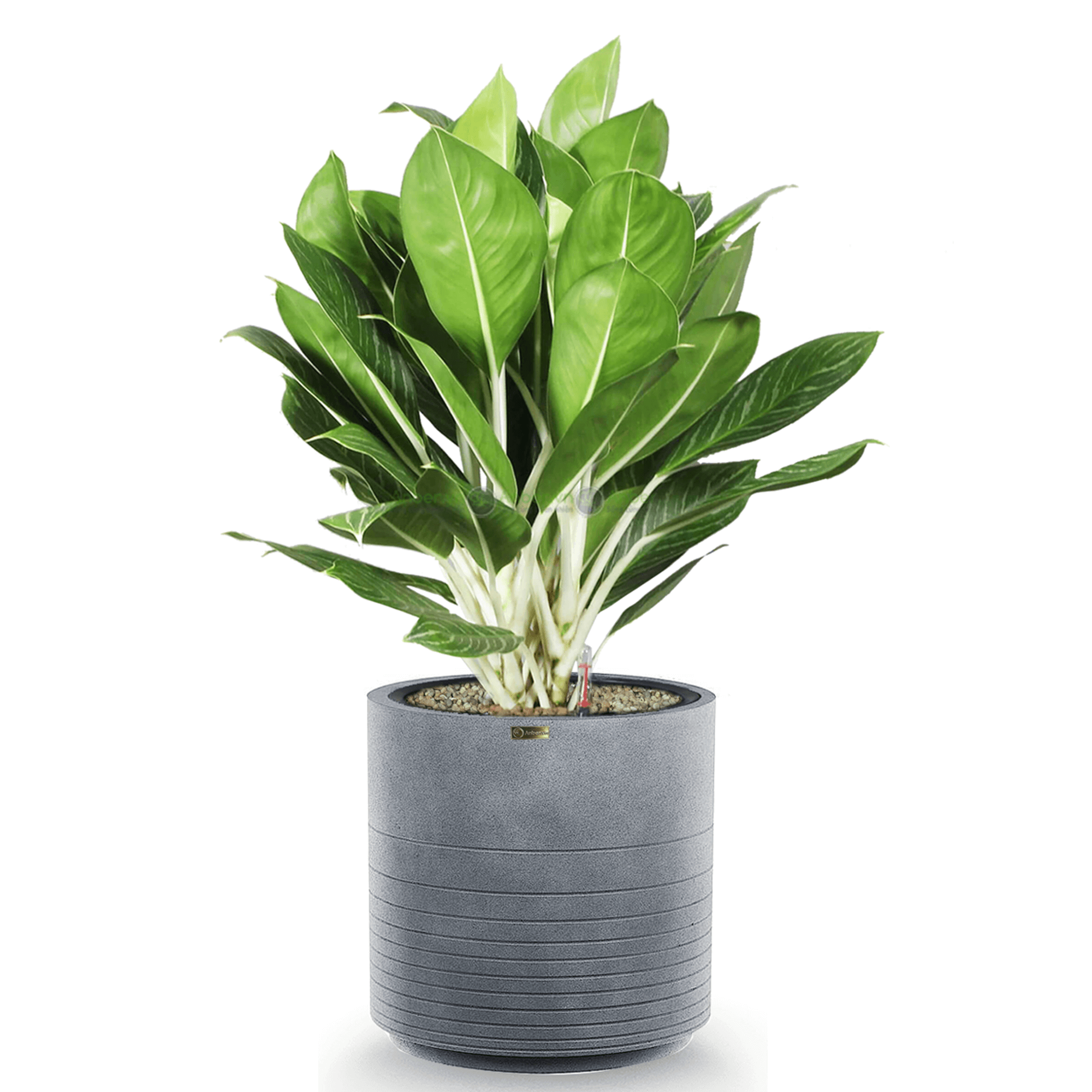 Cây Bạch Mã Hoàng Tử + Chậu composite Anber PONOS + Tự tưới AWS (Màu đ ...