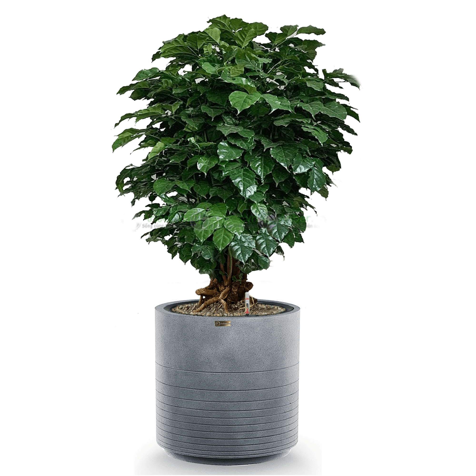 Cây Hạnh Phúc Bonsai + Chậu composite Anber PONOS + Tự tưới AWS (Màu đ ...