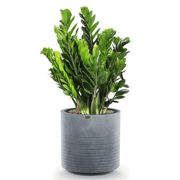 Chậu cây trong nhà – Anber Garden (Since 2015)