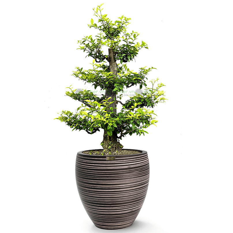 Cây Hoa Mai Chiếu Thủy + Chậu composite Anber TITAN (Màu đá Wood Rings ...