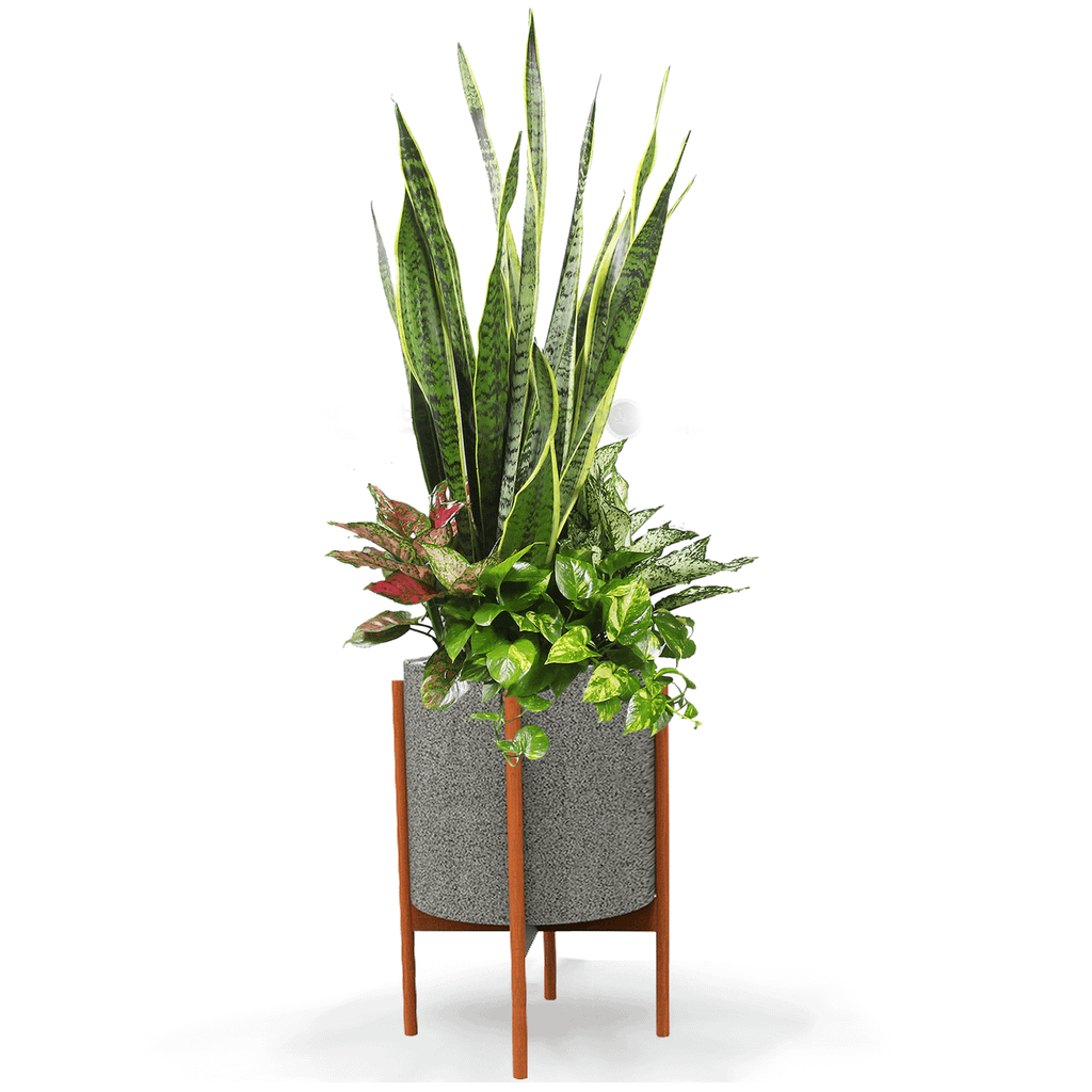 Mix Cây Lưỡi Hổ Ngọc Ngân Vạn Lộc Trầu Bà + Chậu composite kệ gỗ Anber – Anber Garden (Since 2015)