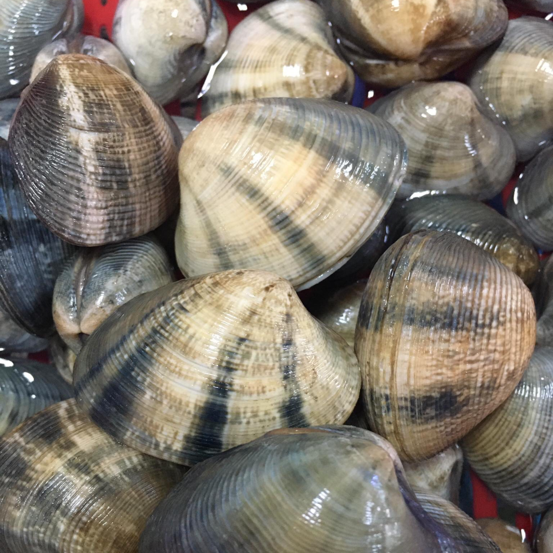 Ngao Xanh ( Sống ) – Đảo Hải Sản