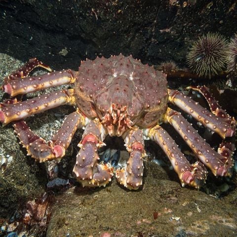 Cua Hoàng Đế King Crab Alaska FreeShip Trong 2H | Cam kết Chất Lượng ...