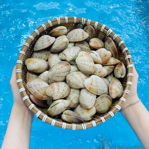 Ngao Hai Cồi Sống Nha Trang Giao Sống Nhanh 2H – DAOHAISAN