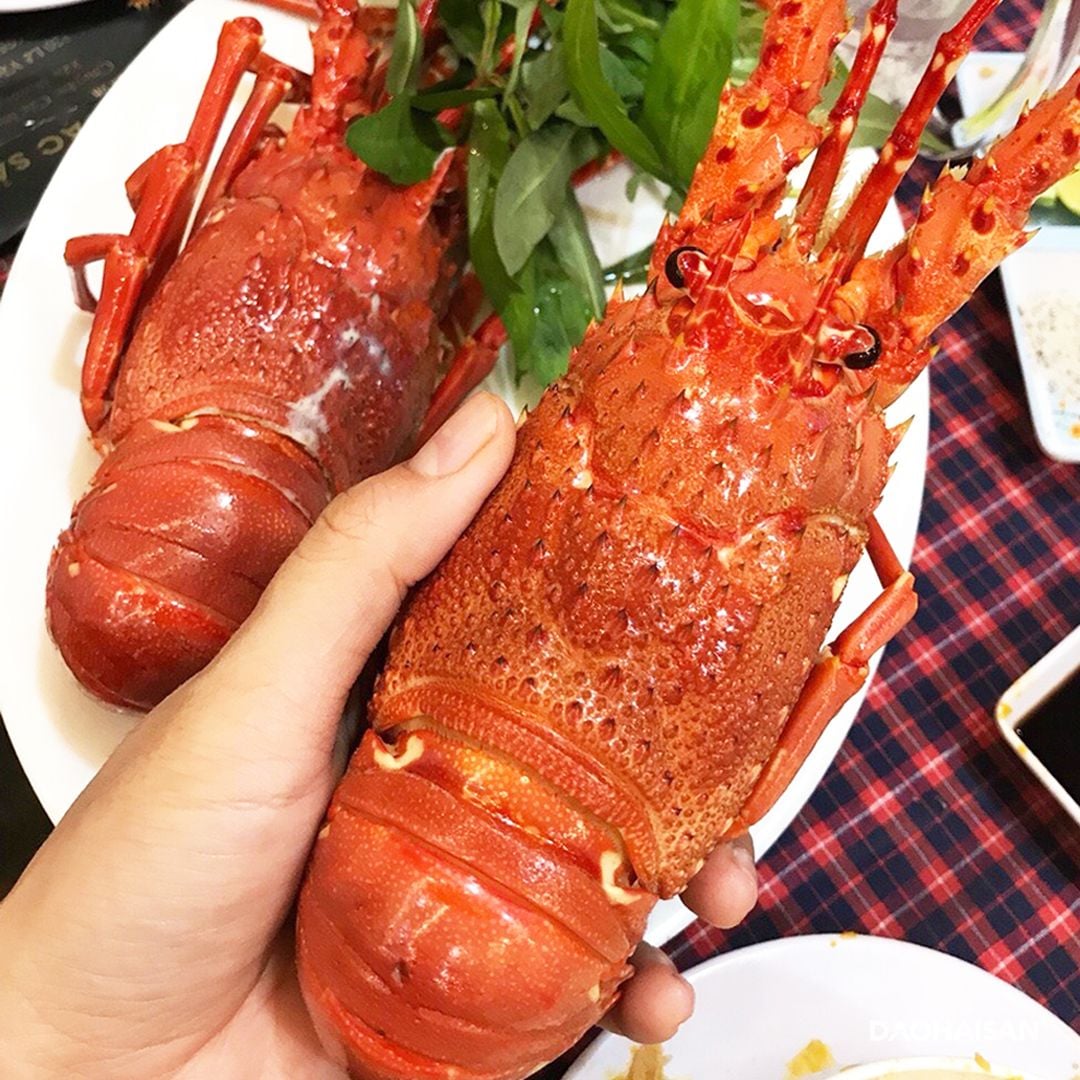 Tôm hùm xanh baby - Giao Nhanh Trong 2H – DAOHAISAN