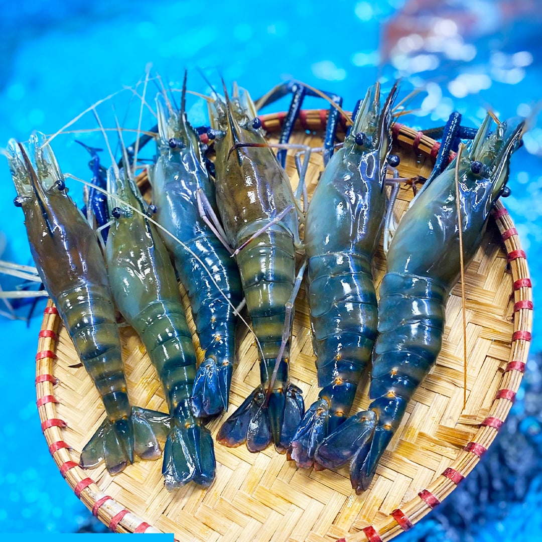 Tôm Càng Xanh bơi trong hồ Size 12 - 13 con/Kg【Giao Nhanh 2H 】 – DAOHAISAN