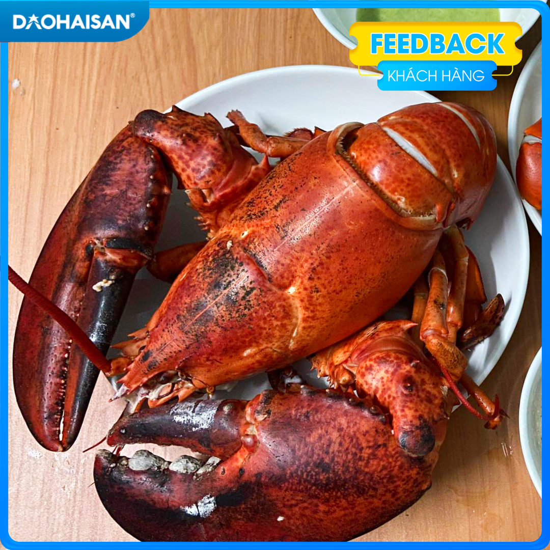 Tôm Hùm Alaska giá cập nhật MỚI | Giao hàng nhanh trong 2H – DAOHAISAN
