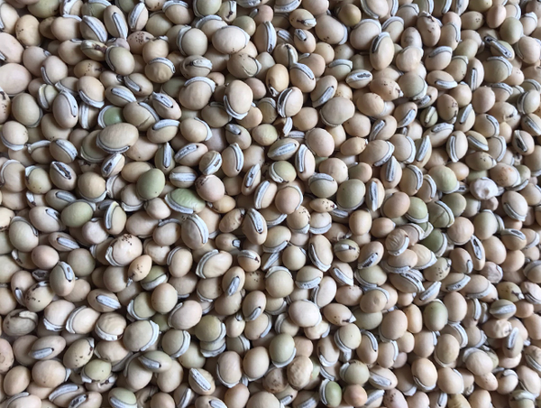 Đậu ván – NOSAGO