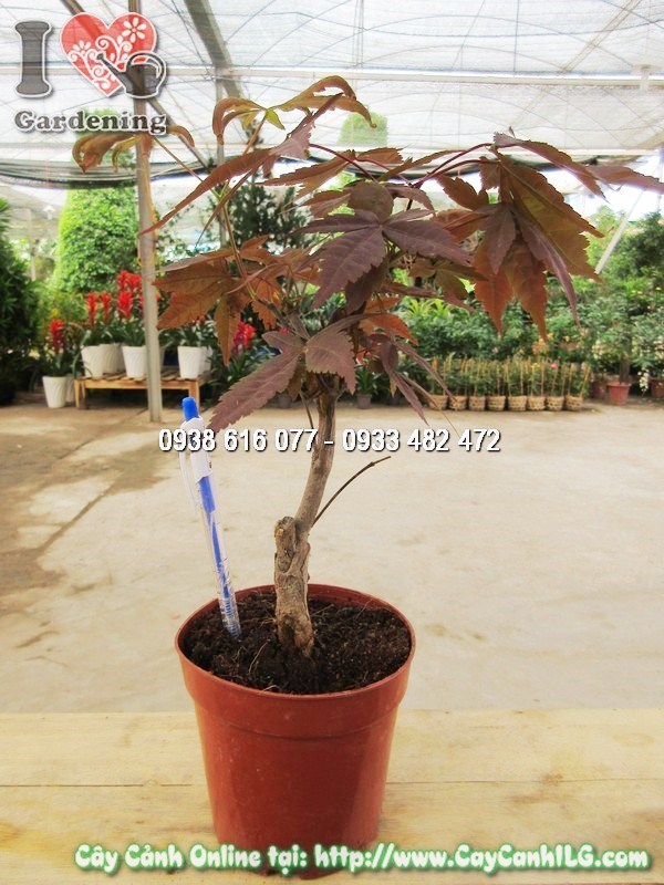 Cây Phong Lá Đỏ Chơi Tết – Vườn ươm cây hoa cảnh ILG