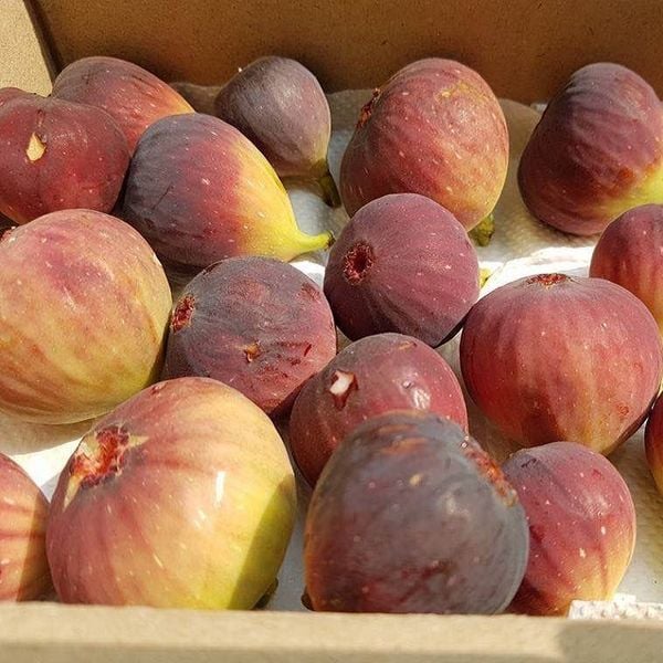 Cây Giống Sung Mỹ Black Genoa – Nông Trại Cao Nguyên