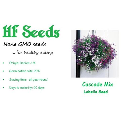 Hoa thúy điệp mix – Nông Trại Cao Nguyên