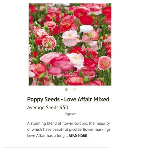 Hoa poppy Love Afaird – Nông Trại Cao Nguyên
