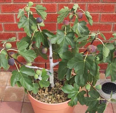 Cây Giống Sung Mỹ Blue Provence – Nông Trại Cao Nguyên