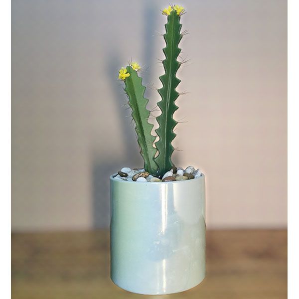 Chậu xương rồng thân trụ để bàn trang trí kệ sách đẹp bàn làm việc– Nhà ...