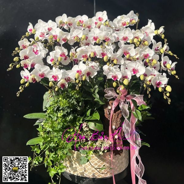 Chậu hoa lan trắng lưỡi đỏ LHD-809 | Hoa lan khai trương