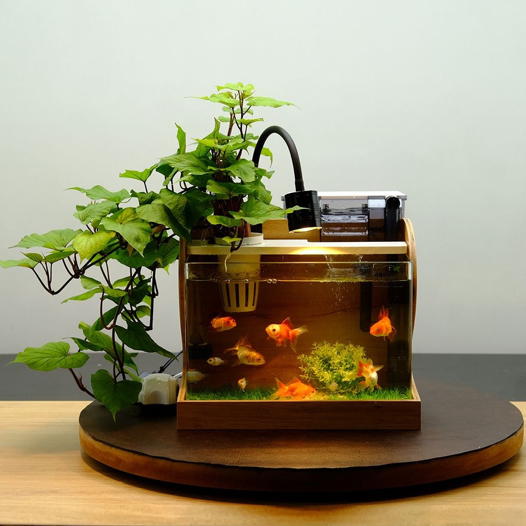 BỂ CÁ ĐỂ BÀN AQUAP - SIZE 1: CHƠI CÁ CẢNH TIỆN LỢI & TIẾT KIỆM– AQUAP ...