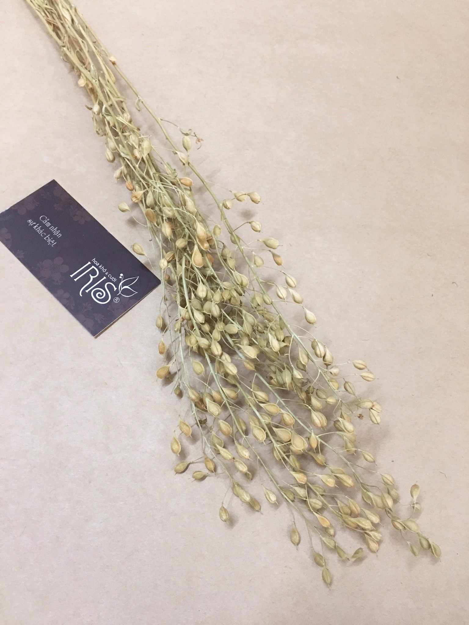 LINIUM – Hoa Khô IRIS