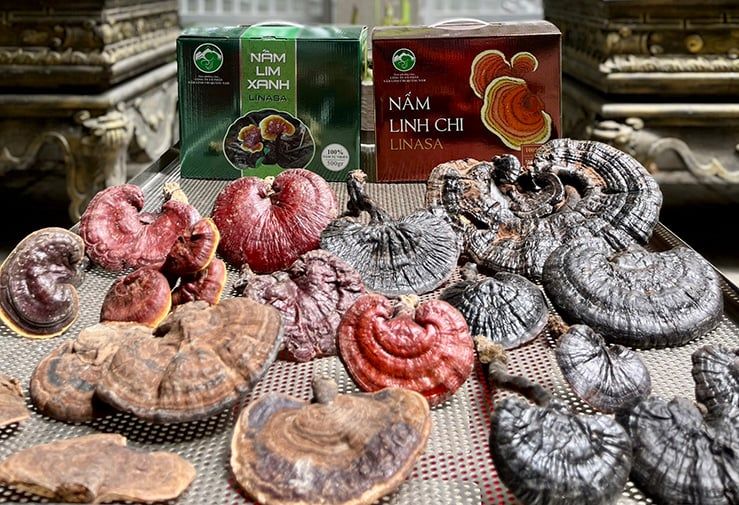 Nấm Lim Xanh Linasa (thái lát) - 250gr – Nấm Lim Xanh & Nấm Linh Chi ...