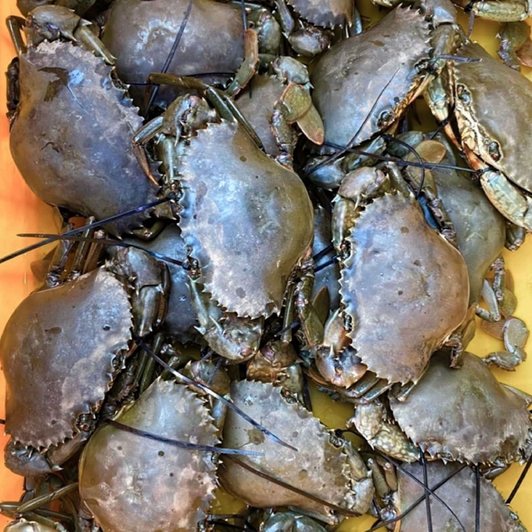 Cua gạch (100gram) – TOH fish - Cá lóc bông sạch