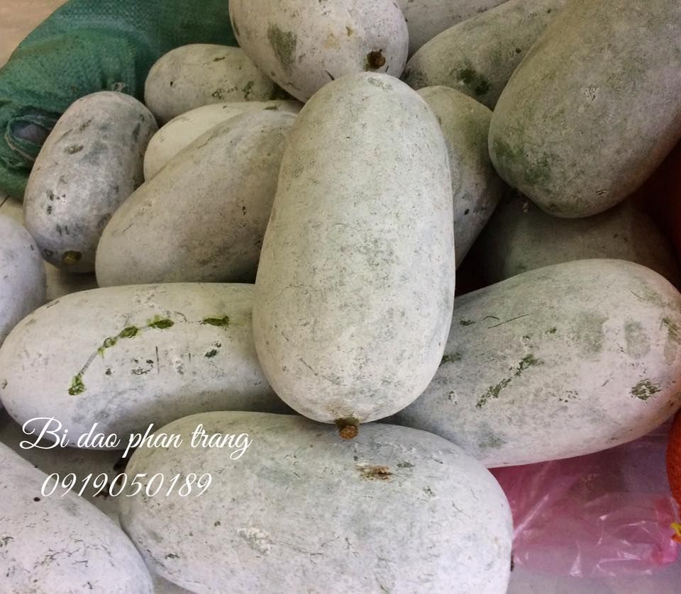 Trà bí đao phấn trắng thanh nhiệt tiêu đờm – thaonguyenhome