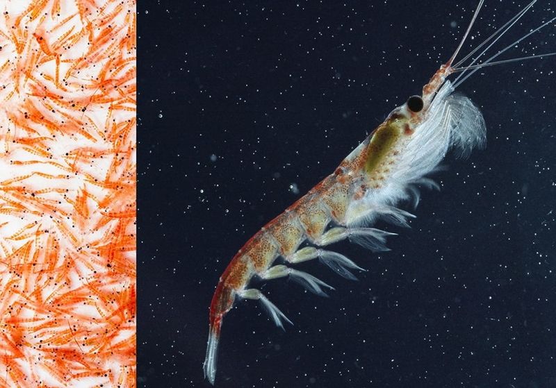 Dầu nhuyễn thể Spring Leaf Wild Red Krill Oil Complex 700mg 60 viên ...