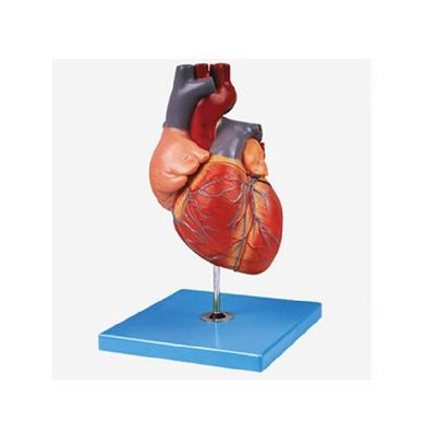 Mô Hình tim người – VINA EEC