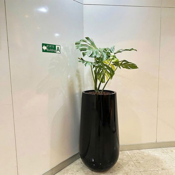 ( 3 MÀU ) CHẬU COMPOSITE MA BELLE 74880 + TỰ DƯỠNG THÔNG MINH