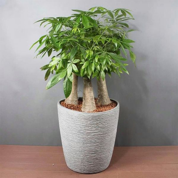 CHẬU COMPOSITE GIẢ ĐÁ ESTERAS - APITI ( MÀU SOFT GREY )